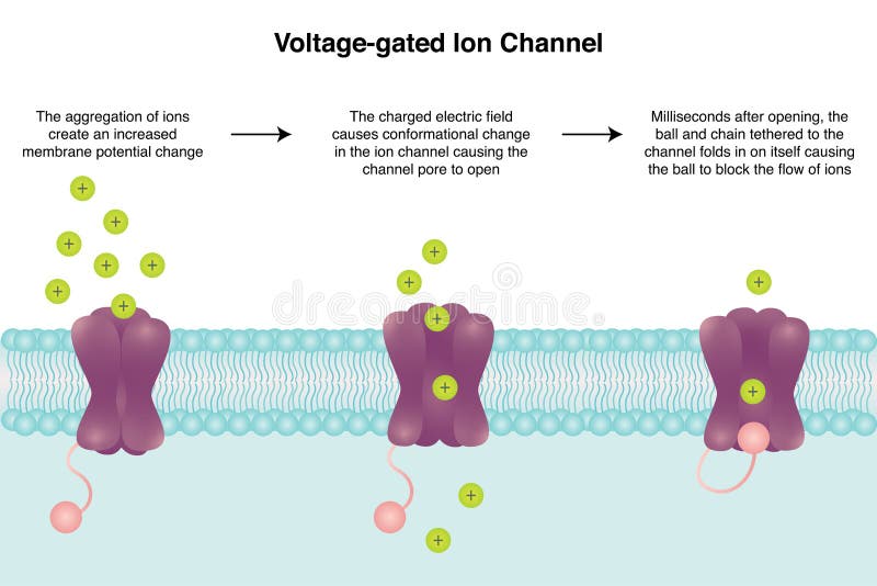 The Voltage-gated Sodium Channel Transporting Sodium Ions through a ...