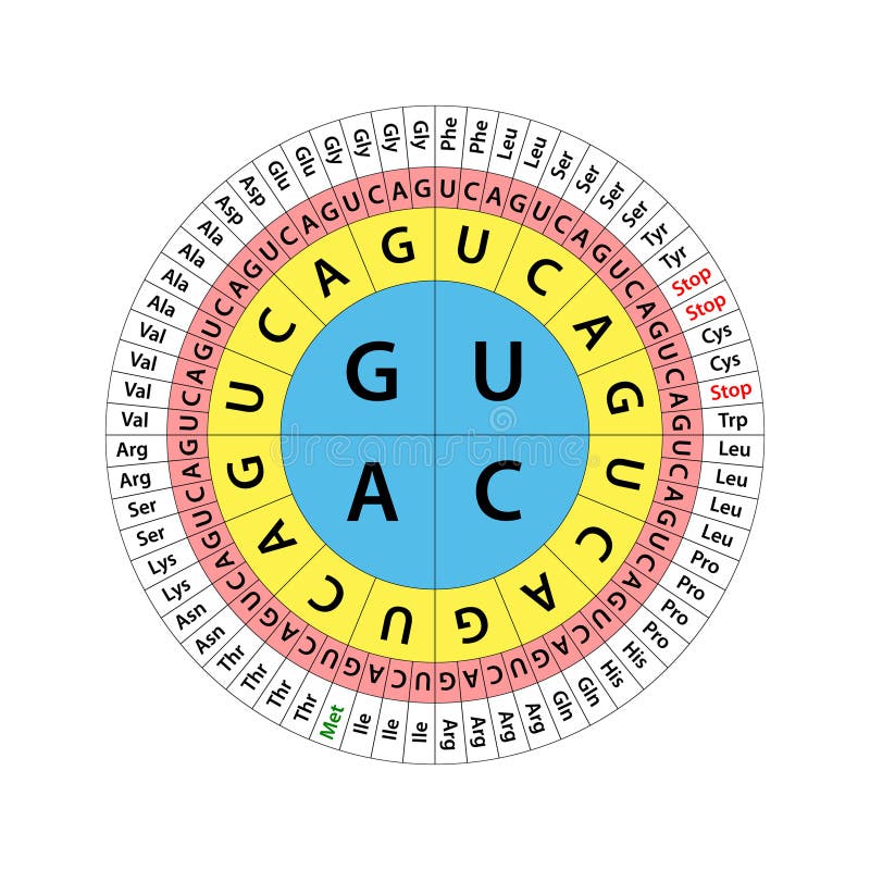 Rna Codons Stock Illustrations – 12 Rna Codons Stock Illustrations ...