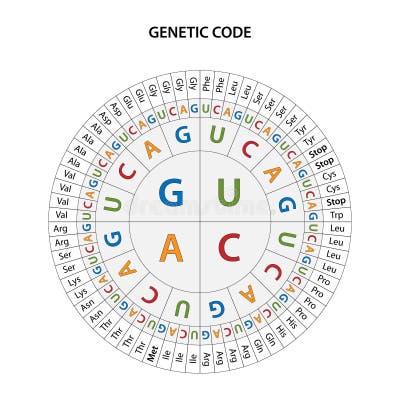 The Genetic Code Chart. the Genetic Code is the Set of Instructions in ...