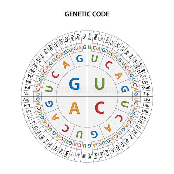 The Genetic Code Chart. the Genetic Code is the Set of Instructions in ...