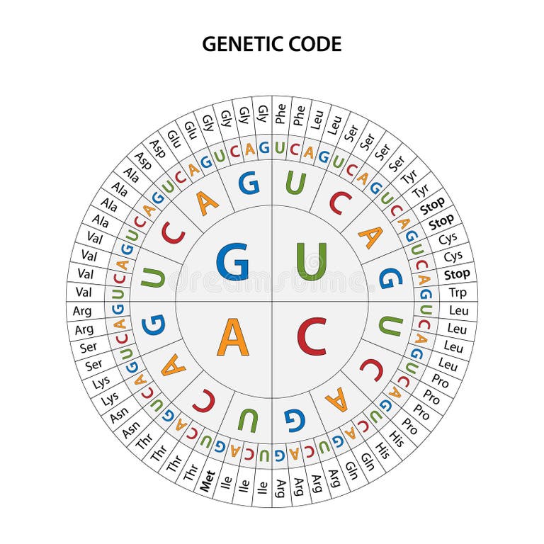 The Genetic Code Chart. the Genetic Code is the Set of Instructions in ...