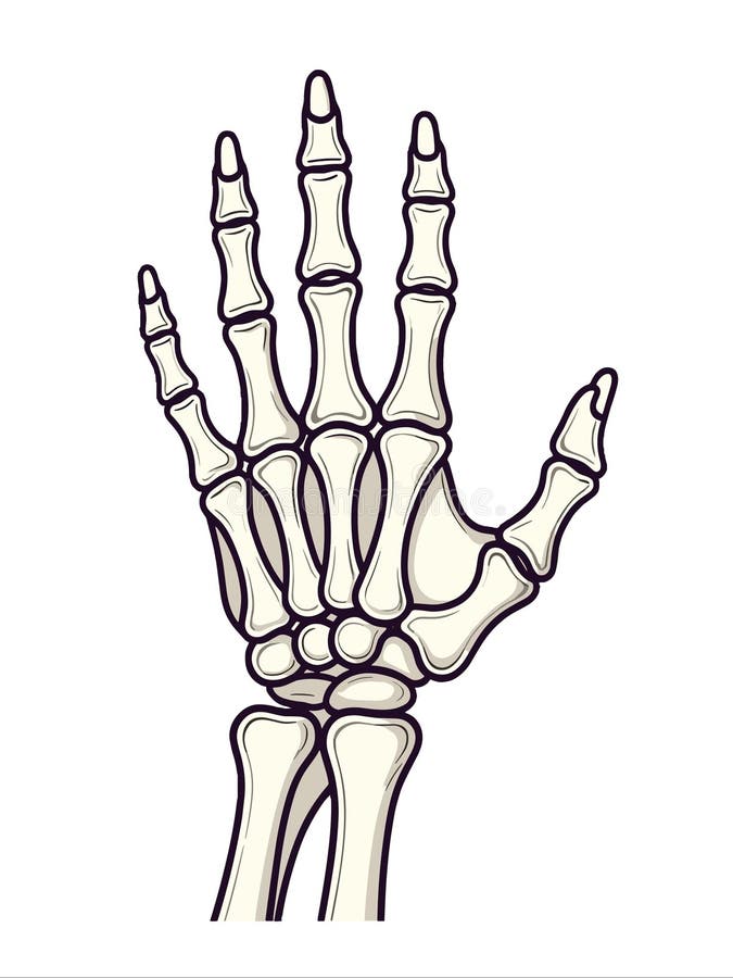 Human Hand Skeleton Anatomy Bones Medical Study Stock Vector ...