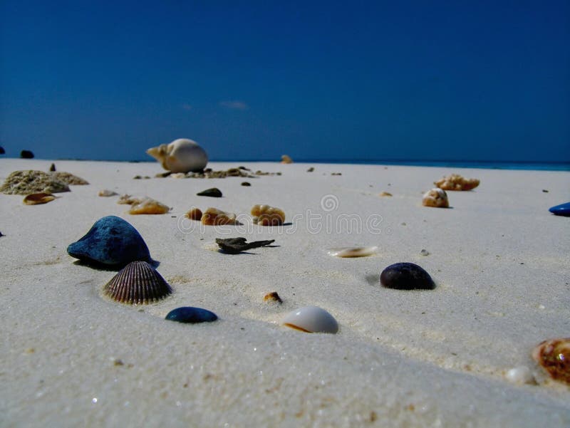 AI Generated Clean Beach Horizon with Shells in Foreground Sand Stock ...