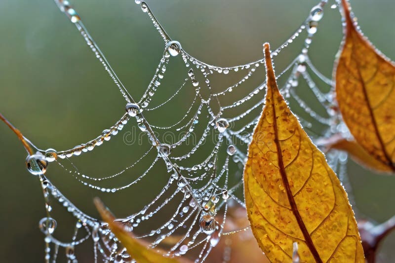 Ai Generated.close-up Background of Spider Web with Autumn Dewdrops ...