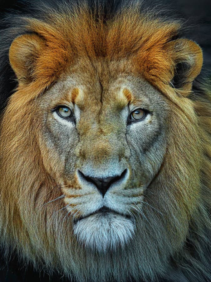 AI Generated Close Up of a Lions Head Stock Illustration - Illustration ...