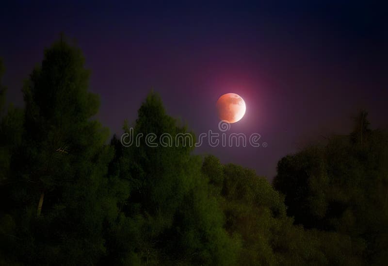 Eclipsed Moon through the Trees Stock Illustration - Illustration of ...