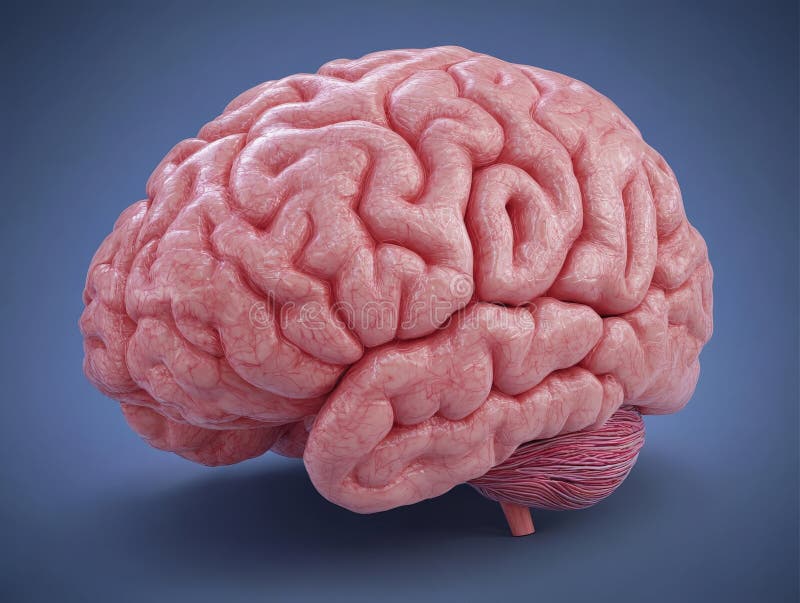 Anatomically Accurate Pink Human Brain Rendering on a Gradient ...
