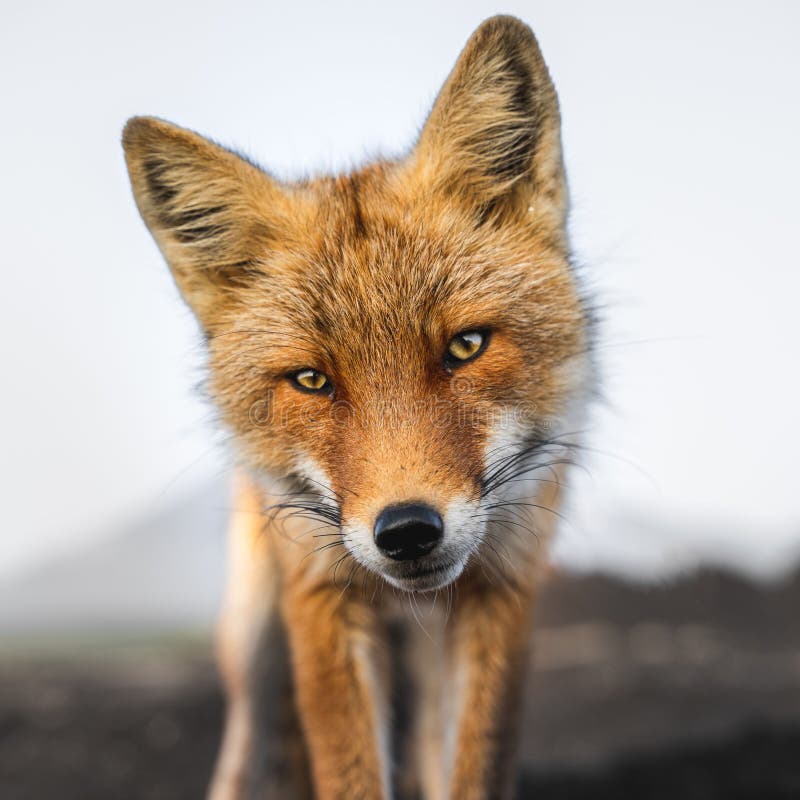 AI Generated Illustration of an Adorable Red Fox Looking Directly at ...