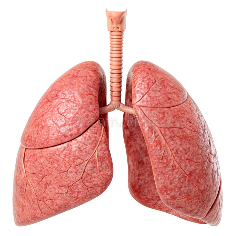 AI-generated Illustration of an Anatomical Model of Human Lungs and ...