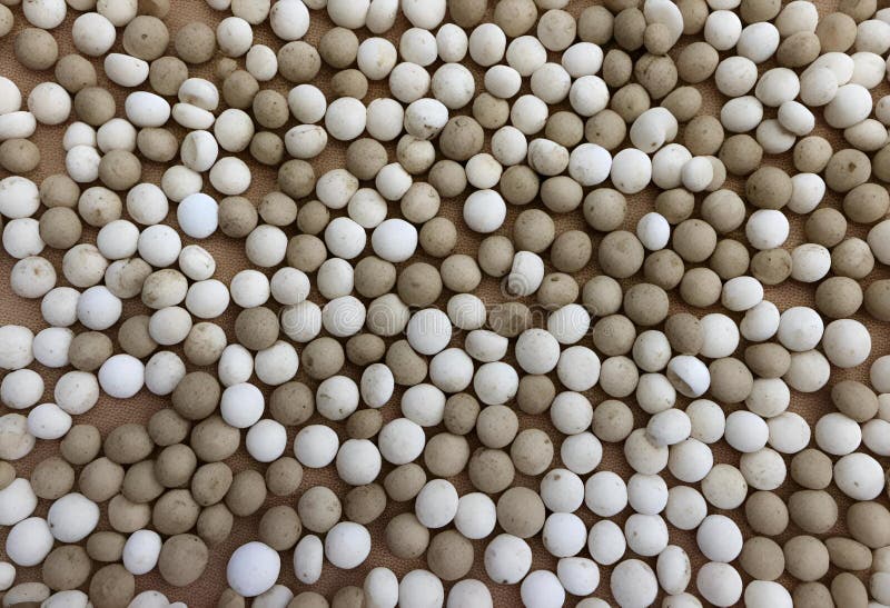 AI Generated Illustration of an Arrangement of White and Brown ...