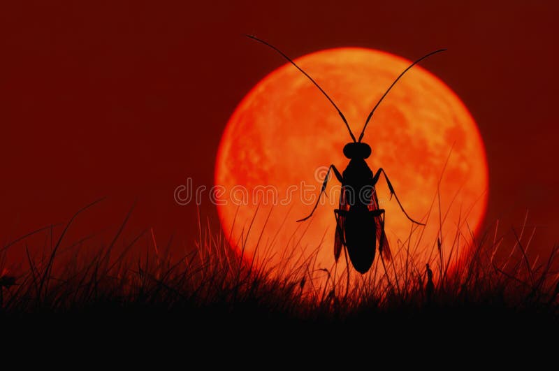 A Large Bug Standing in the Grass Near a Red Moon Stock Photo - Image ...