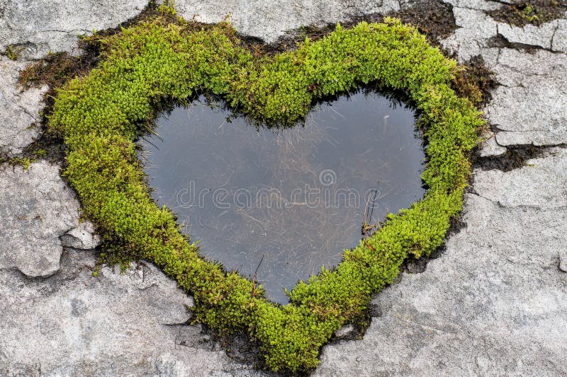 Heart Shaped Moss Formation on Rugged Stone Surface Small Water ...