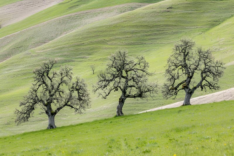 AI Generated Illustration of Leafless Trees on a Verdant Mountain Slope ...