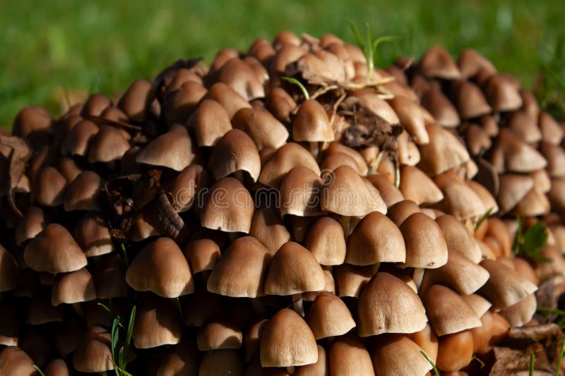 AI Generated Illustration of a Vibrant Cluster of Small Mushrooms ...