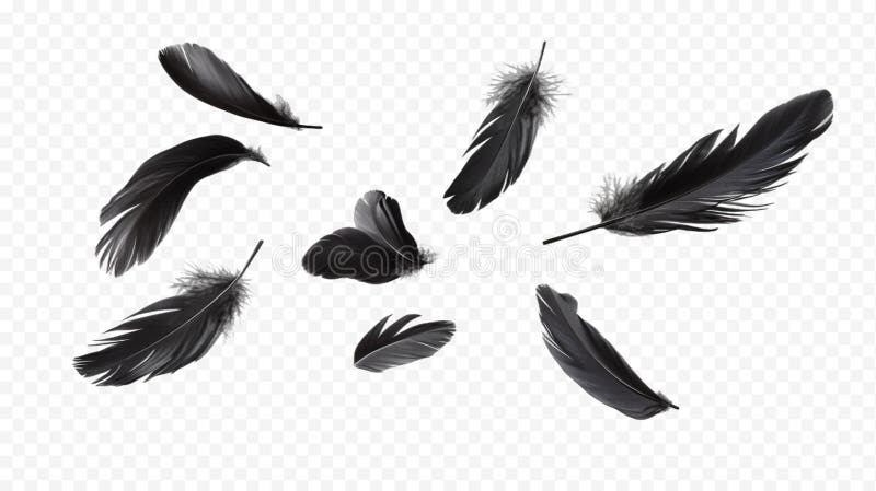Crow Feathers Falling in Air Stock Photo - Illustration of decoration ...