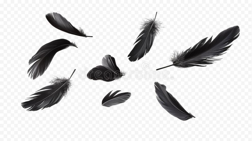 Crow Feathers Falling in Air Stock Photo - Illustration of decoration, black: 341471608