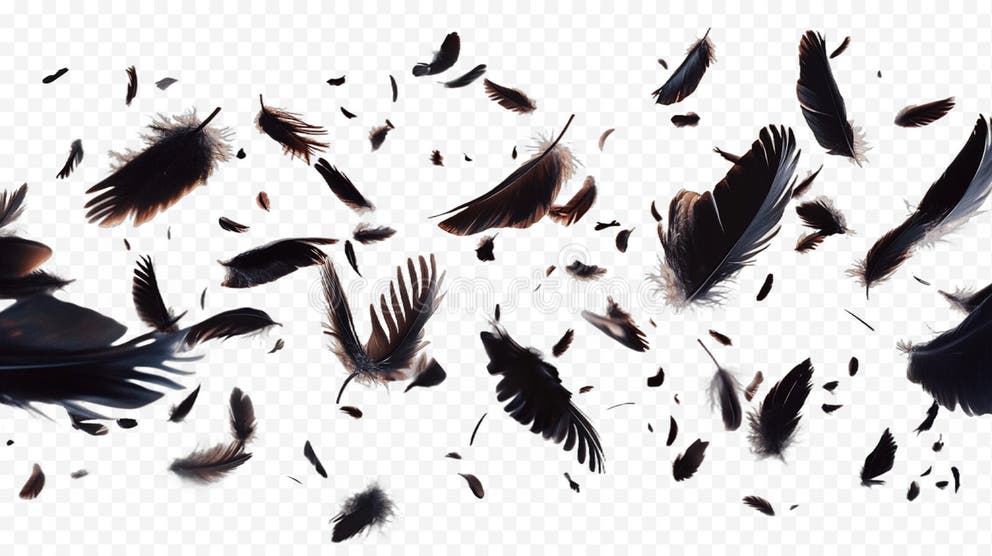 Crow Feathers Falling in Air Stock Image - Illustration of bird ...