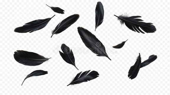 Crow Feathers Falling in Air Stock Image - Illustration of realistic ...