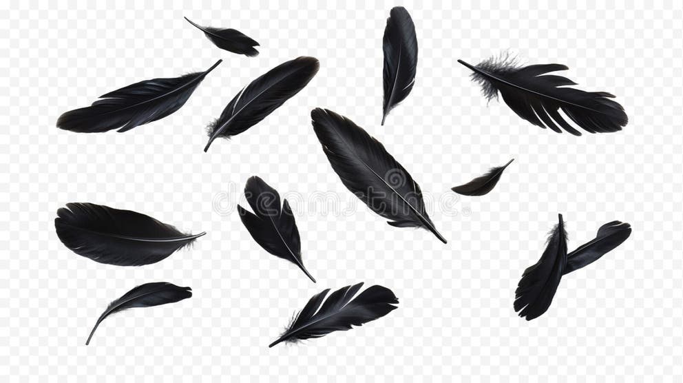 Crow Feathers Falling in Air Stock Image - Illustration of realistic ...