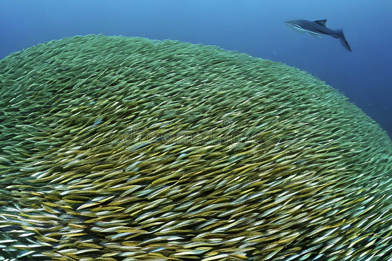 Hydrodynamic Shape Stock Illustrations – 17 Hydrodynamic Shape Stock ...