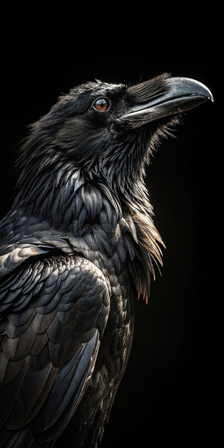 Wild Raven in a Studio with Dark Lighting Stock Illustration ...