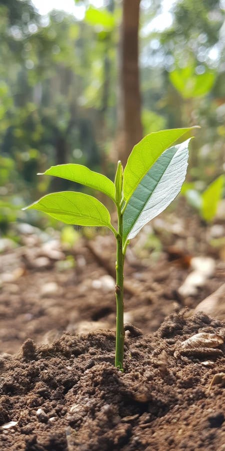 Fresh Green Sapling in Fertile Soil Under Natural Light Stock Photo ...