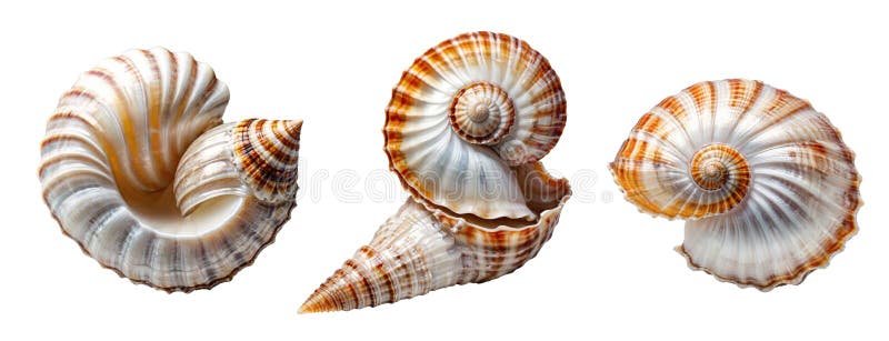 Ai Generated Three Beautiful Big Seashells Stock Image - Illustration ...