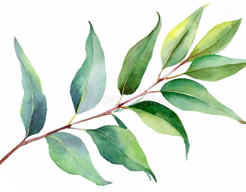 Watercolor Eucalyptus Branch Stock Illustration - Illustration of ... Watercolor Eucalyptus Branch Stock Illustration - Illustration of ...