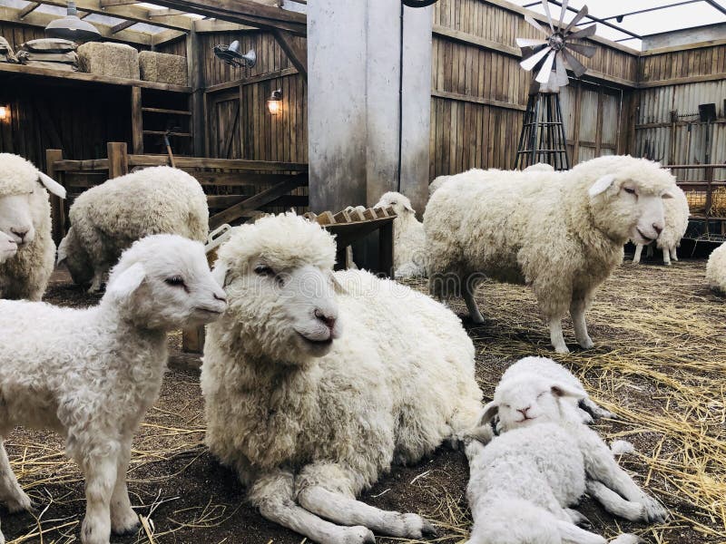 AI sheep stock image. Image of herd, flock, realistic - 177928393