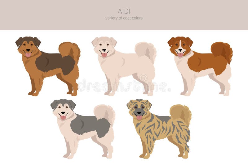 Aidi Clipart. Different Poses, Coat Colors Set Stock Vector ...
