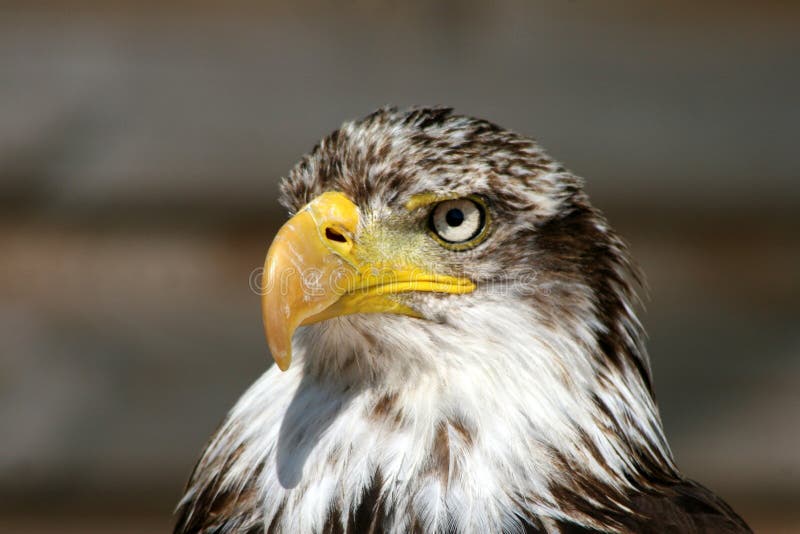 Aigle image stock. Image du regard, sauvage, prédateur - 2941293