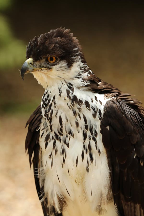 Aigle africain de faucon photo stock. Image du extérieur - 24438876