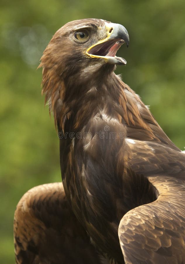 Aigle D'or (chrysaetos D'Aquila) - Ecosse Photo stock - Image du ...