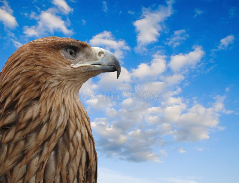 Faucon et aigle image stock. Image du griffes, oiseaux - 218053