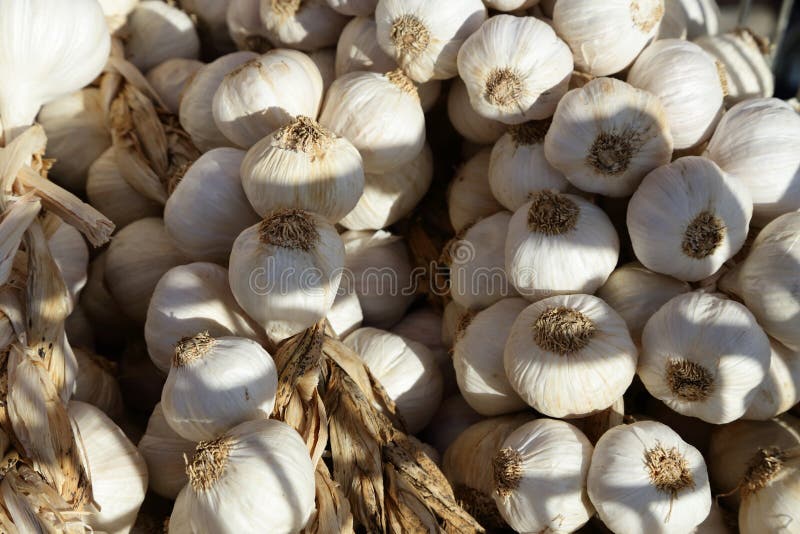 Ail photo stock. Image du disque, savoureux, remède, alcaloïdes - 50561756