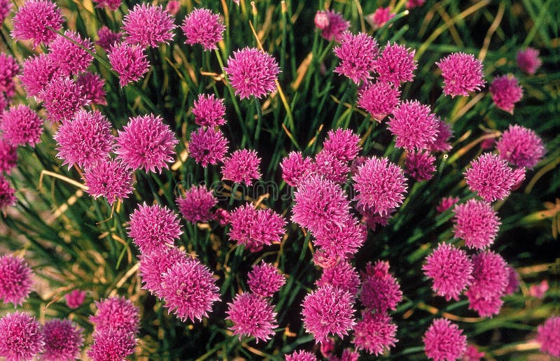 Ajo Allium Savitum Y Shallot Allium Escalonicum En Un Puesto De Mercado ...