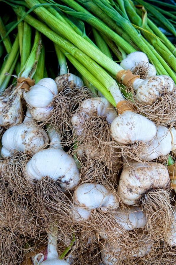 La plantation de l'ail photo stock. Image du seedling - 9574854