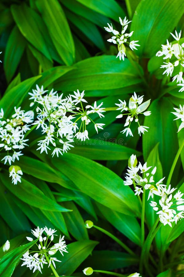 Ail Sauvage Avec Les Fleurs Blanches Image stock - Image of comestible ...
