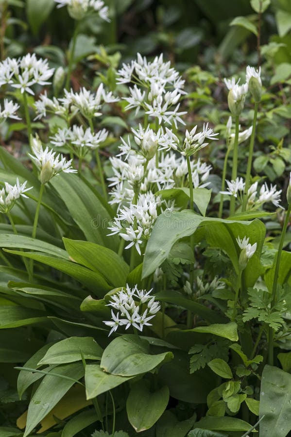Ail des ours en fleurs photo stock. Image of avec, manger - 43572684