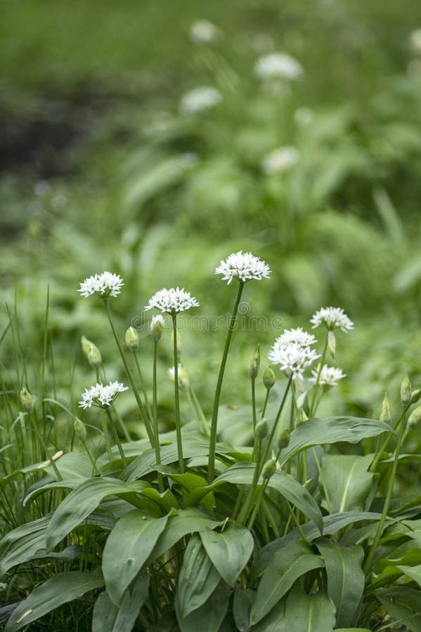Ail des ours en fleurs photo stock. Image of avec, manger - 43572684