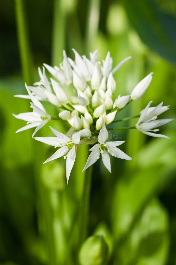 Les Fleurs Blanches De Ramsons Ou D'ail Sauvage, Ursinum D'allium Image ...