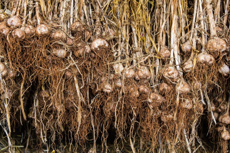 Ail sec dans l'entrepôt photo stock. Image du nourriture - 40820774