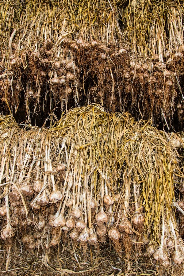 Ail sec dans l'entrepôt photo stock. Image du nourriture - 40820774