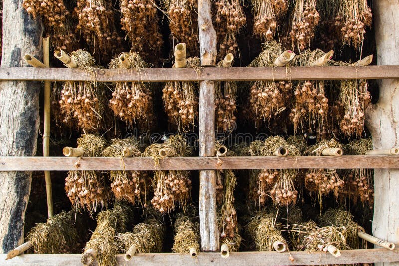 Ail sec dans l'entrepôt photo stock. Image du nourriture - 40820774
