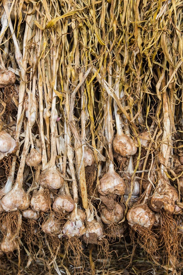 Ail sec dans l'entrepôt photo stock. Image du nourriture - 40820774