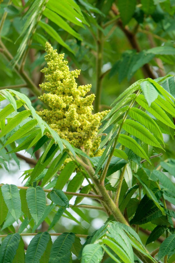 Ailanthus altissima stock image. Image of blossom, leaf - 319762001