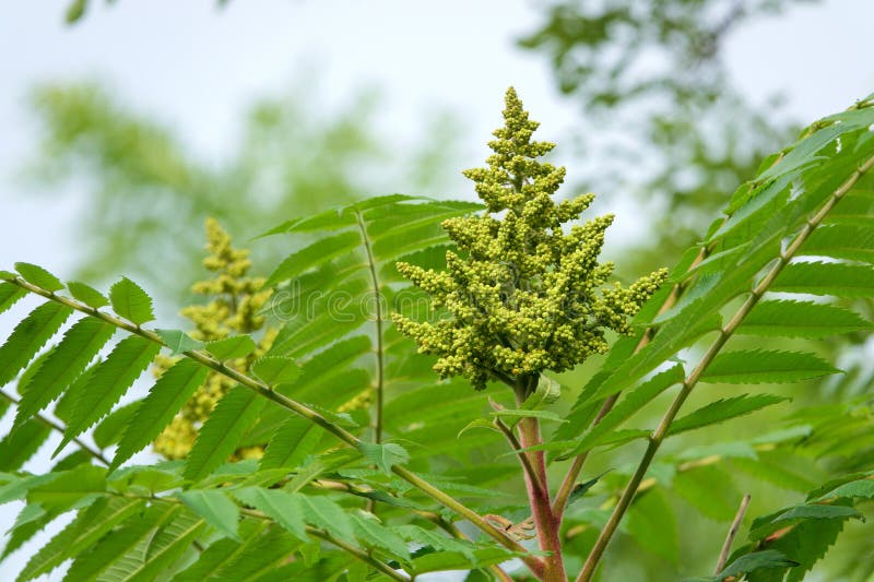 Ailanthus altissima stock photo. Image of forest, inflorescence - 319765140