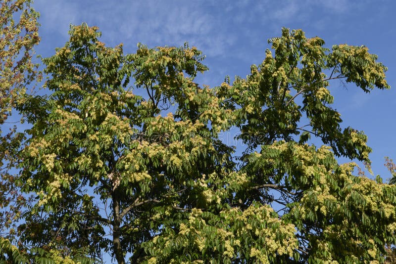 Ailanthus altissima tree stock photo. Image of herbalism - 298407898