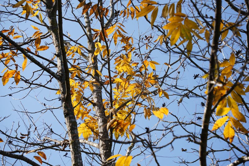 Ailanthus Altissima. Tree of Heaven Foliage during Autumn Stock Photo ...