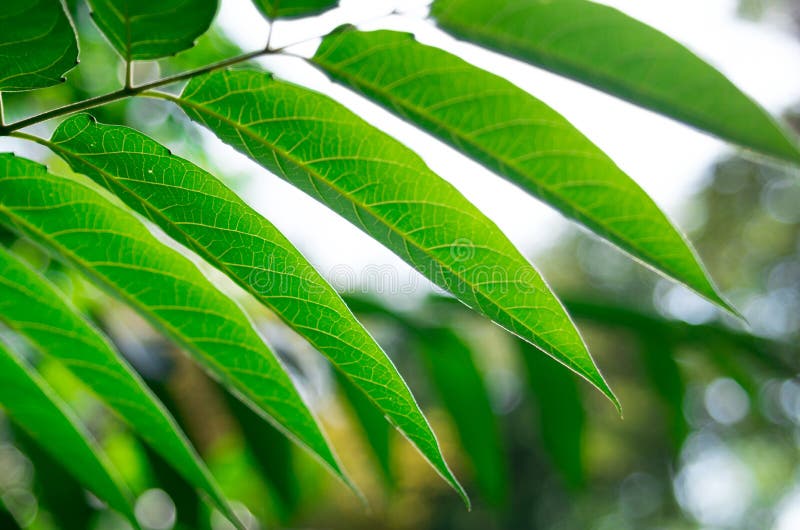 Ailanthus Branch with Narrow Leaves Stock Image - Image of small ...